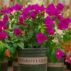 Local Flower Nursery | Annandale, MN | Lakeside Garden Center